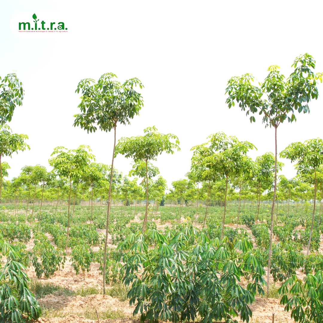 Seven Practices Of Sustainable Agriculture Ensuring A Greener Future