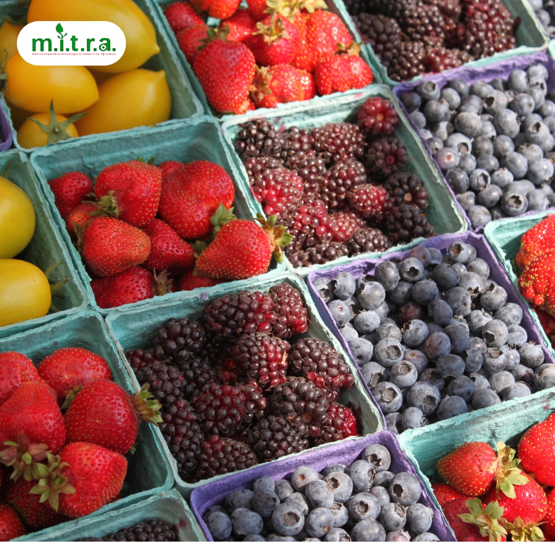 The Future Of Organic Farming In India: A Sustainable Revolution