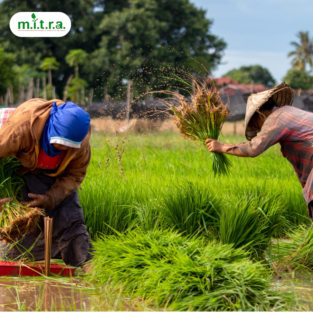 Different types of Farming techniques in India